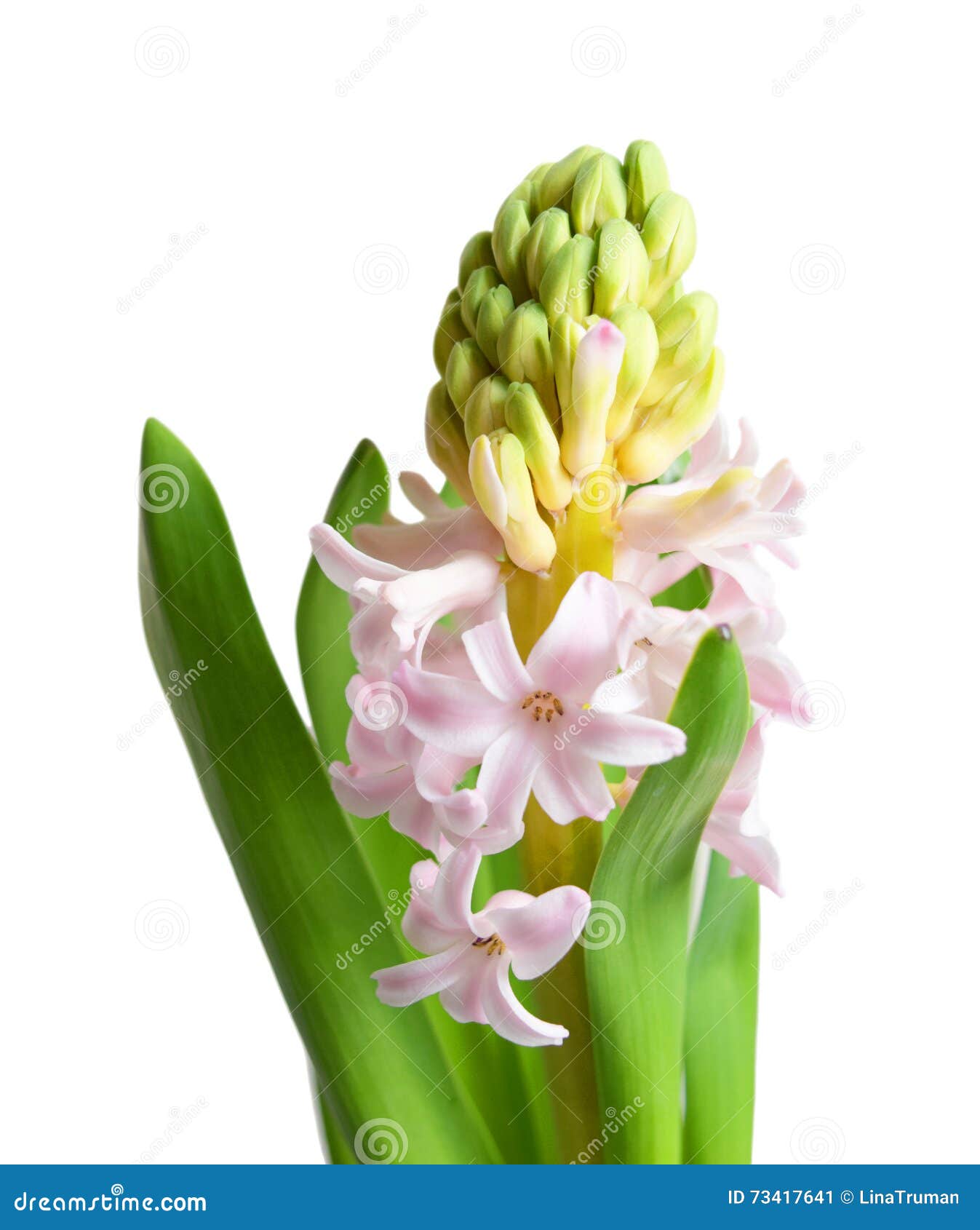 Single Open Pink Hyacinth Flower Isolated On White Background. Stock ...