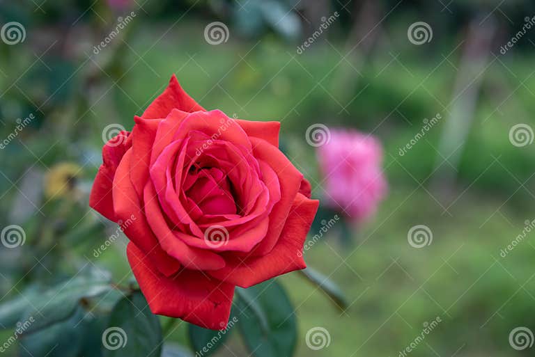 A Single Open Red Rose in a Simple Background Stock Image - Image of ...