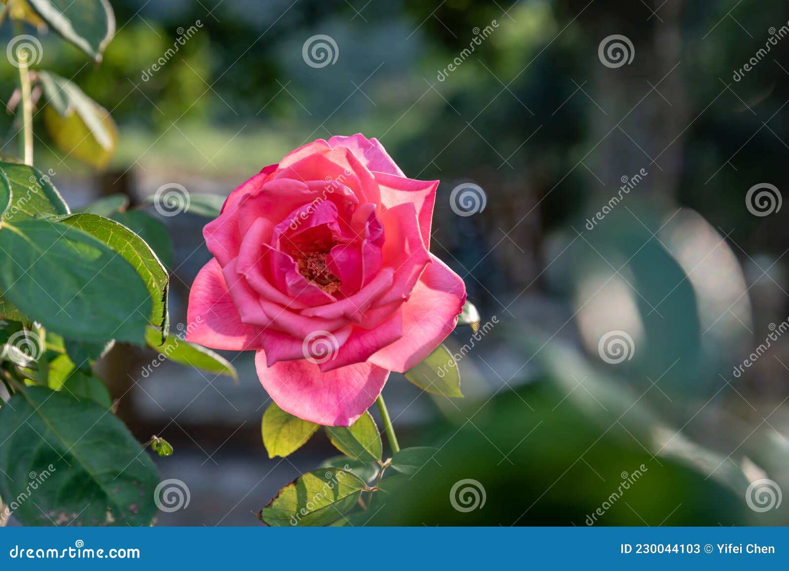 A Single Open Red Rose in a Simple Background Stock Image - Image of ...
