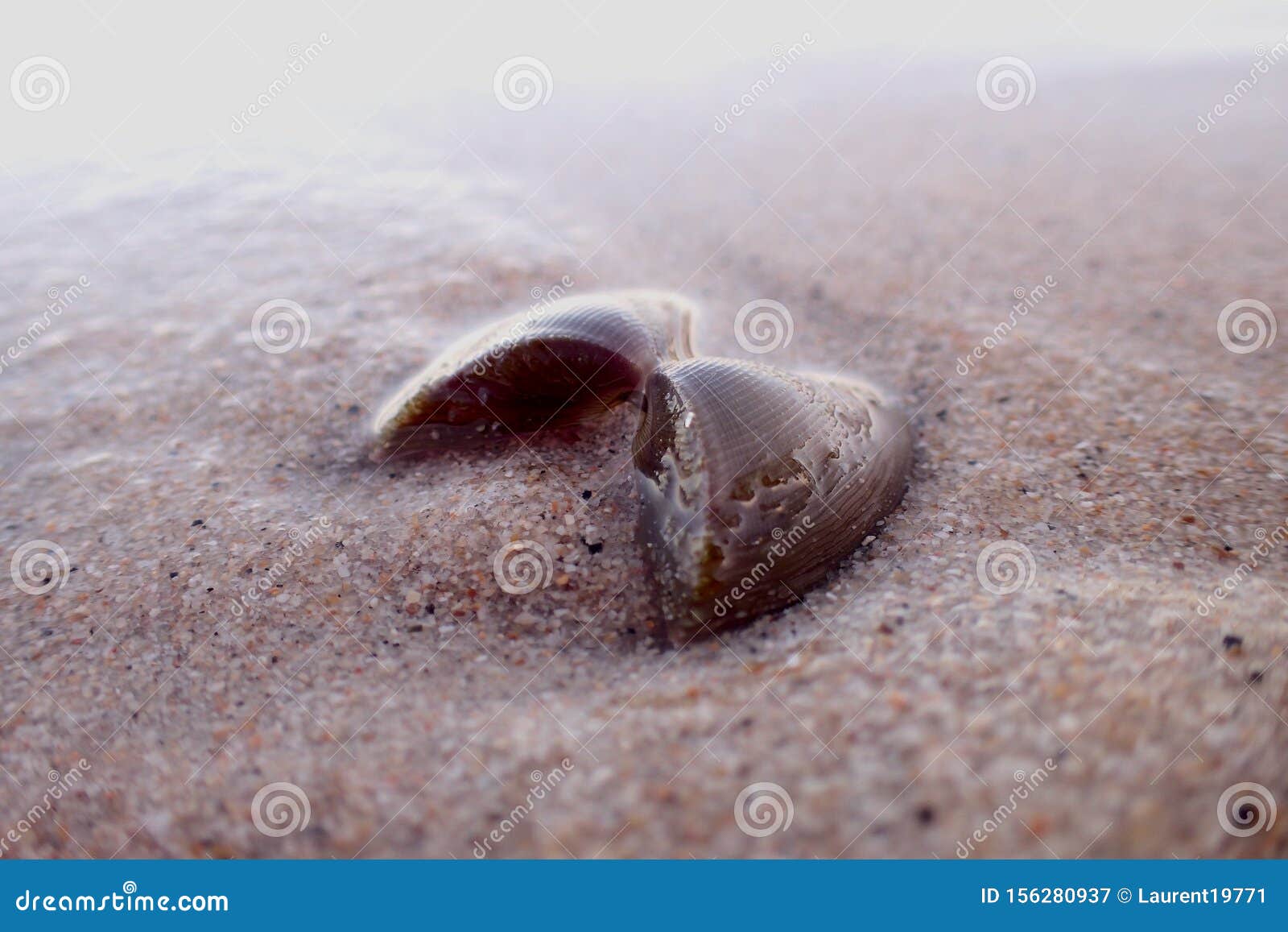 Single Open Shell on the Beach Stock Image - Image of little, thailand ...