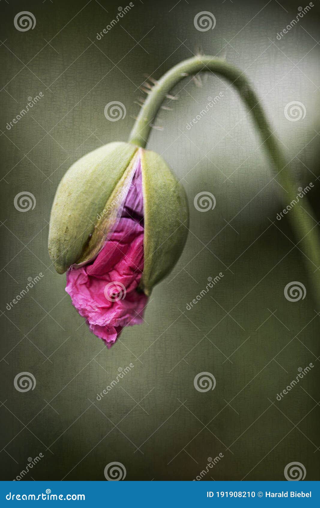 Single opening poppy bud stock photo. Image of beauty - 191908210
