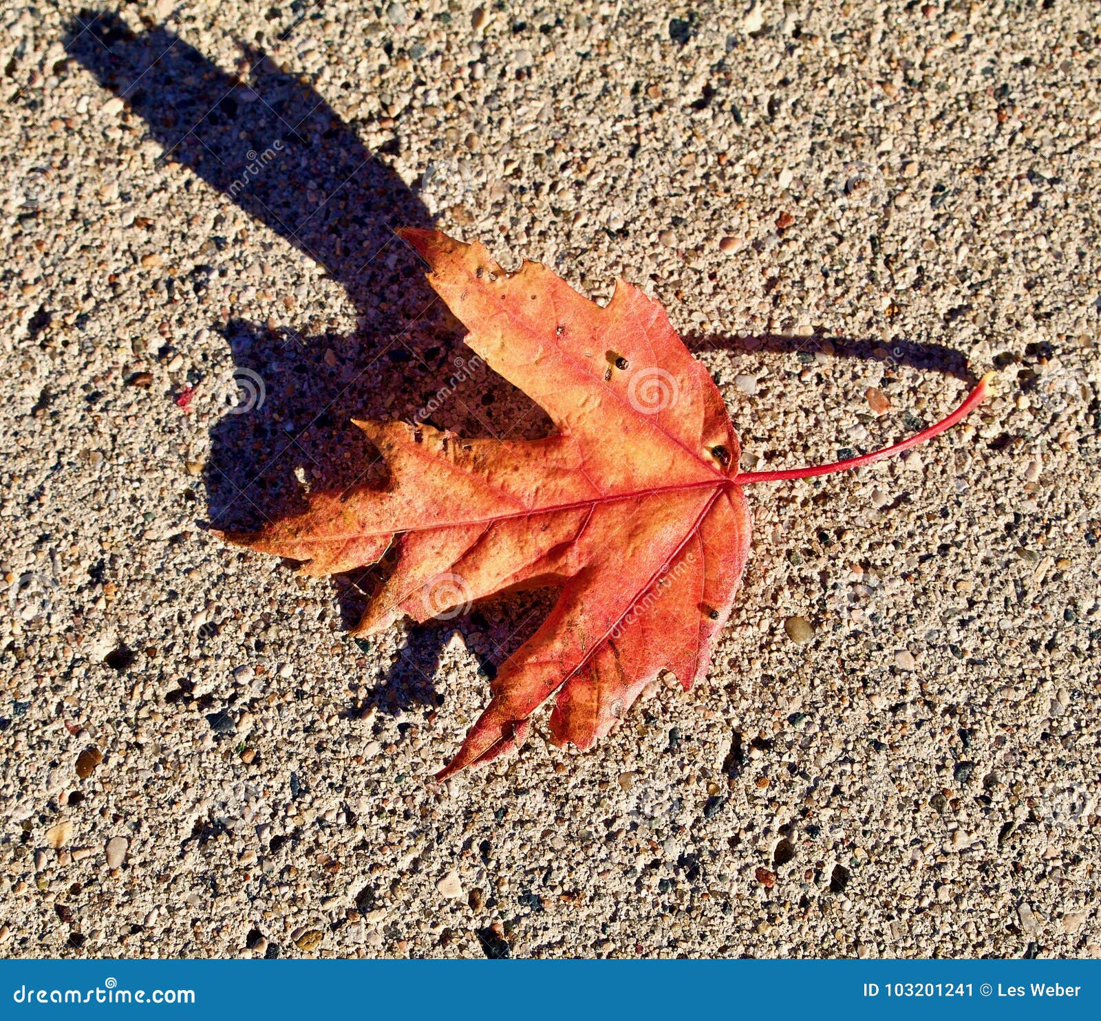 Single Orange Autumn Maple Leaf Stock Image - Image of autumn, gold ...