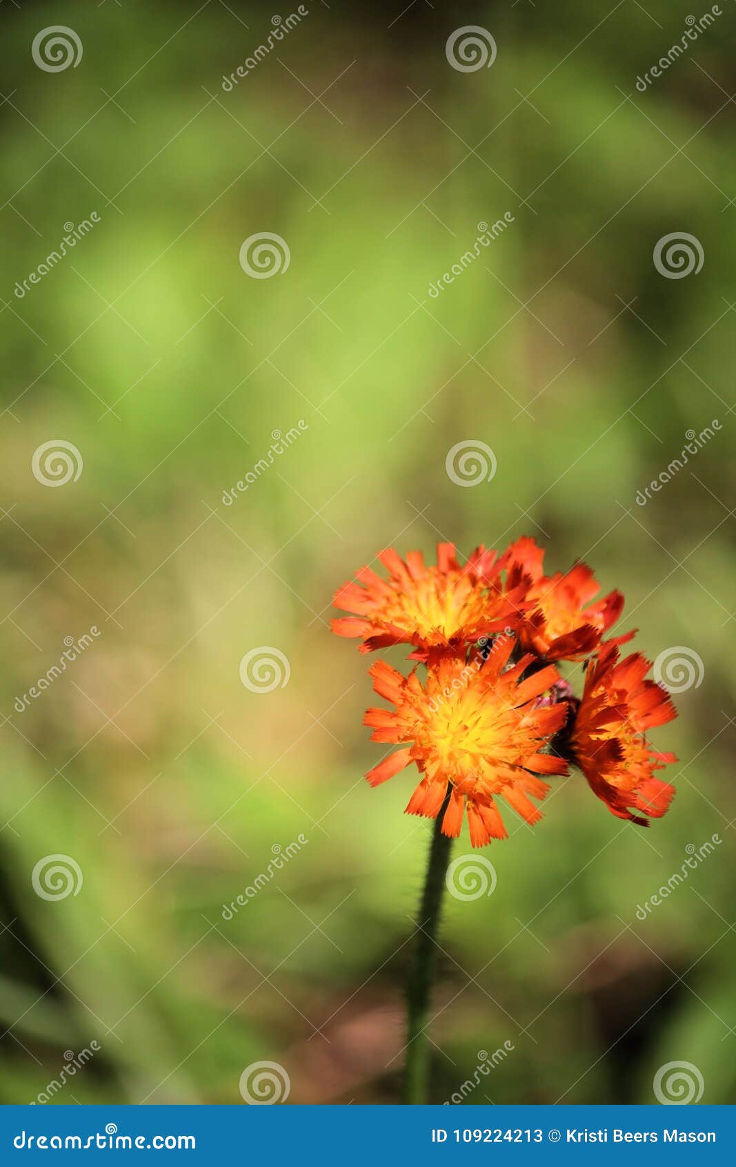 Single Orange Dandelion Growing on a Lawn Stock Image - Image of nature ...