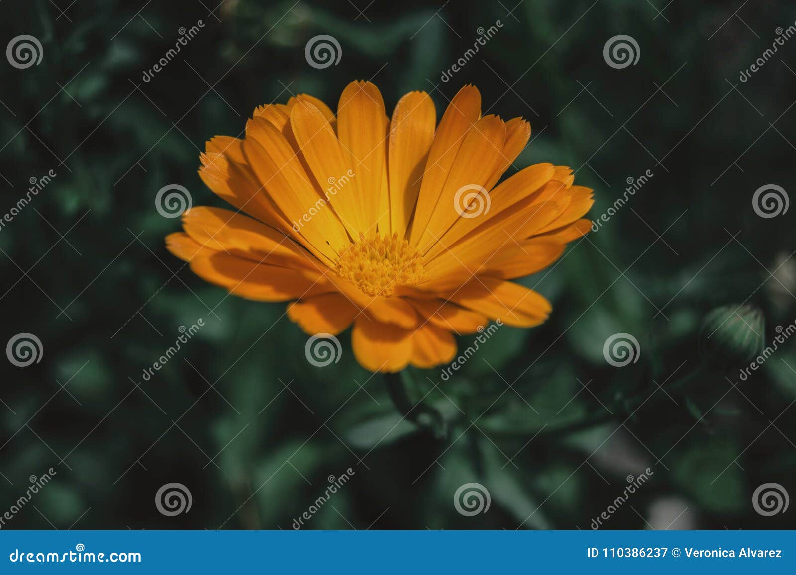 A Single Orange Flower of Calendula Stock Image - Image of green ...