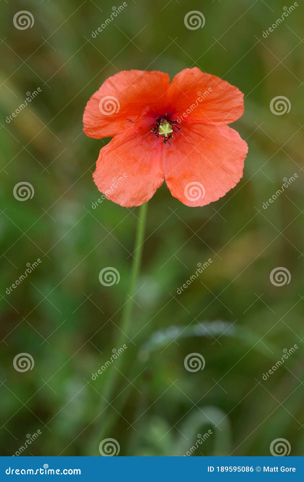 Close Up of a Single Orange Flower in a Field, Stock Photo - Image of ...