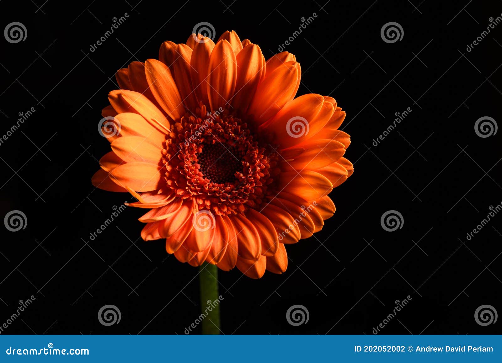 Single Flower Isolated on a Black Background Stock Photo - Image of ...