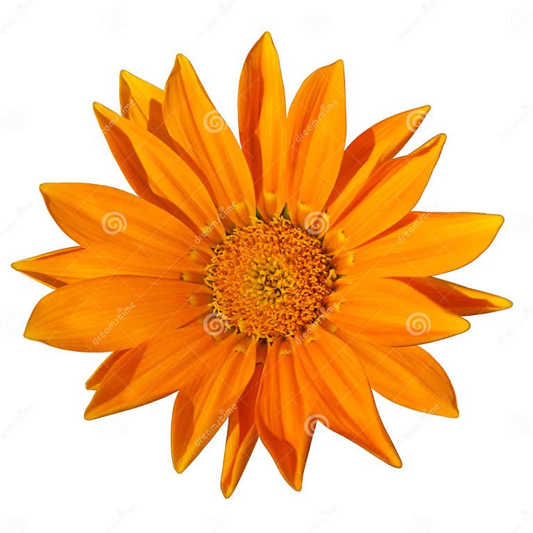 Single orange flower stock photo. Image of macro, elegant - 42134032