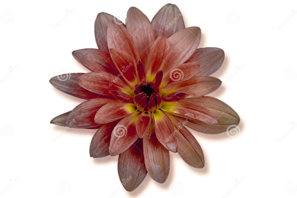 Single Orange Flower Isolated Stock Image - Image of single, beauty ...