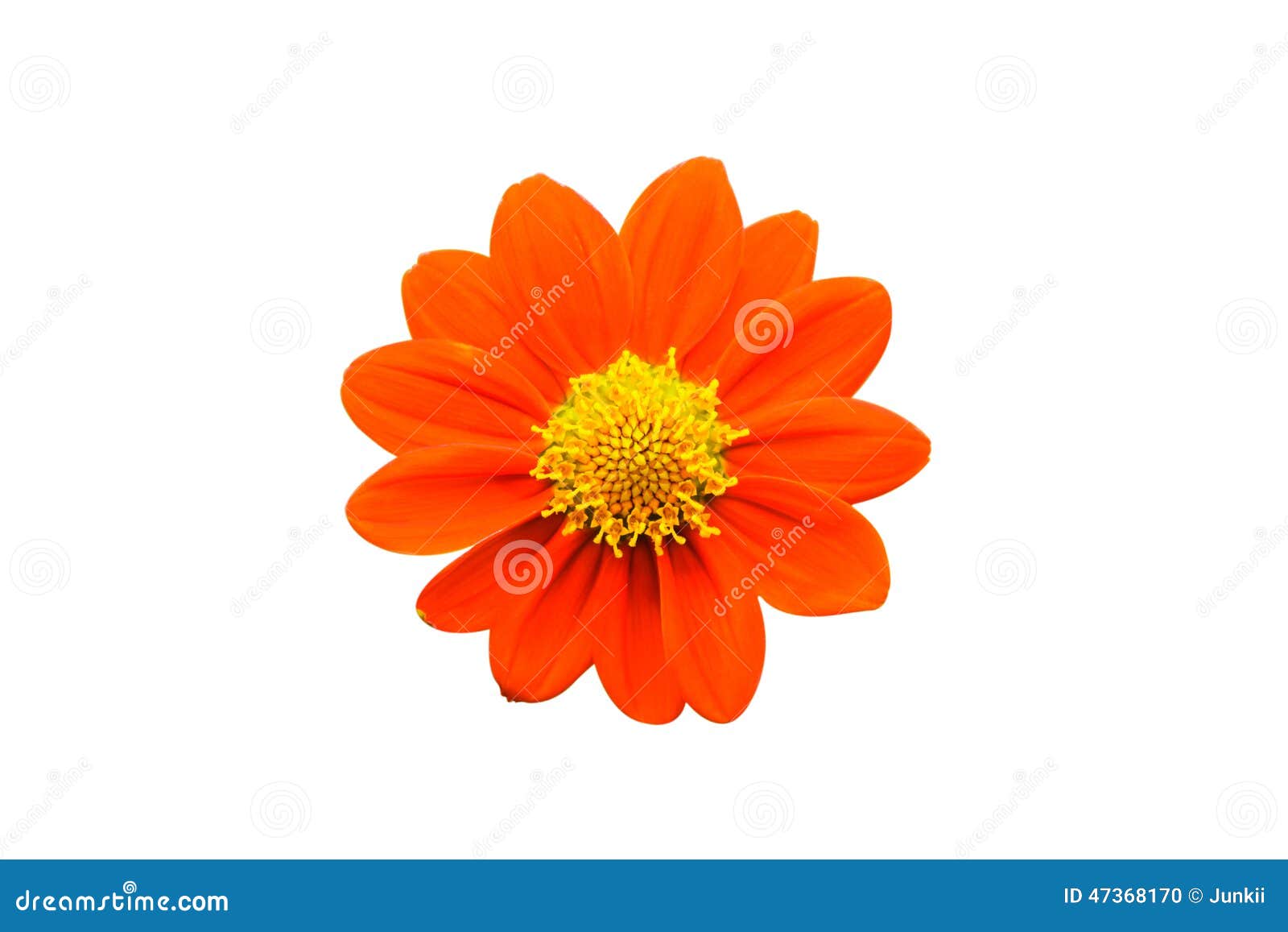 The Single Orange Flower Isolated on White Background Stock Photo ...