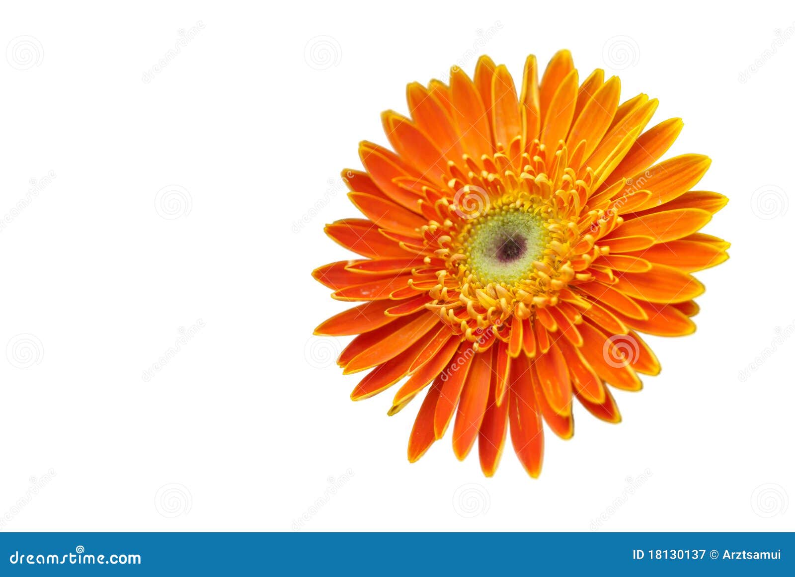 Single Orange Flower on White Stock Image - Image of garden, thailand ...