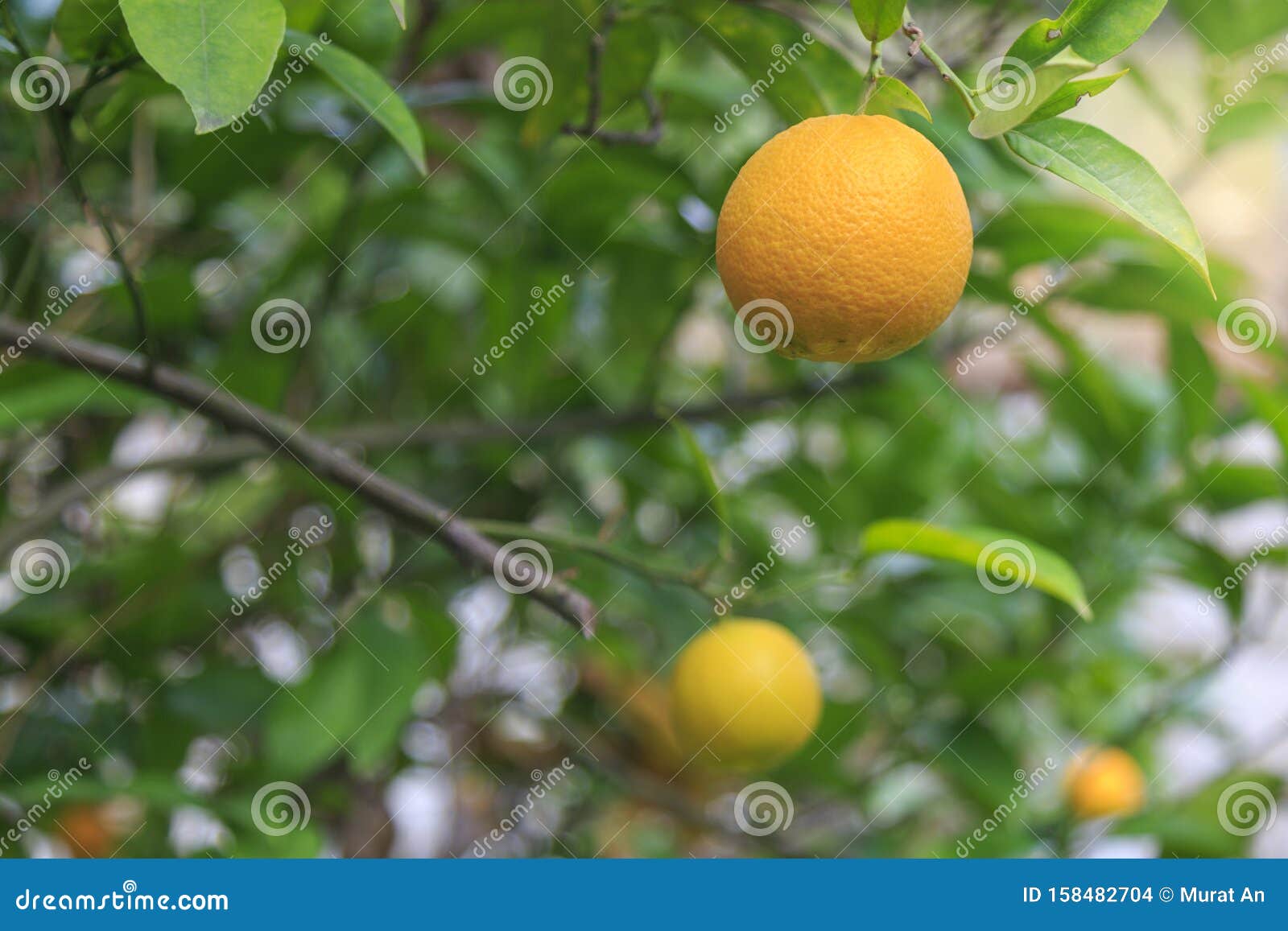 Single Orange Fruit on an Orange Tree Stock Photo - Image of juicy ...