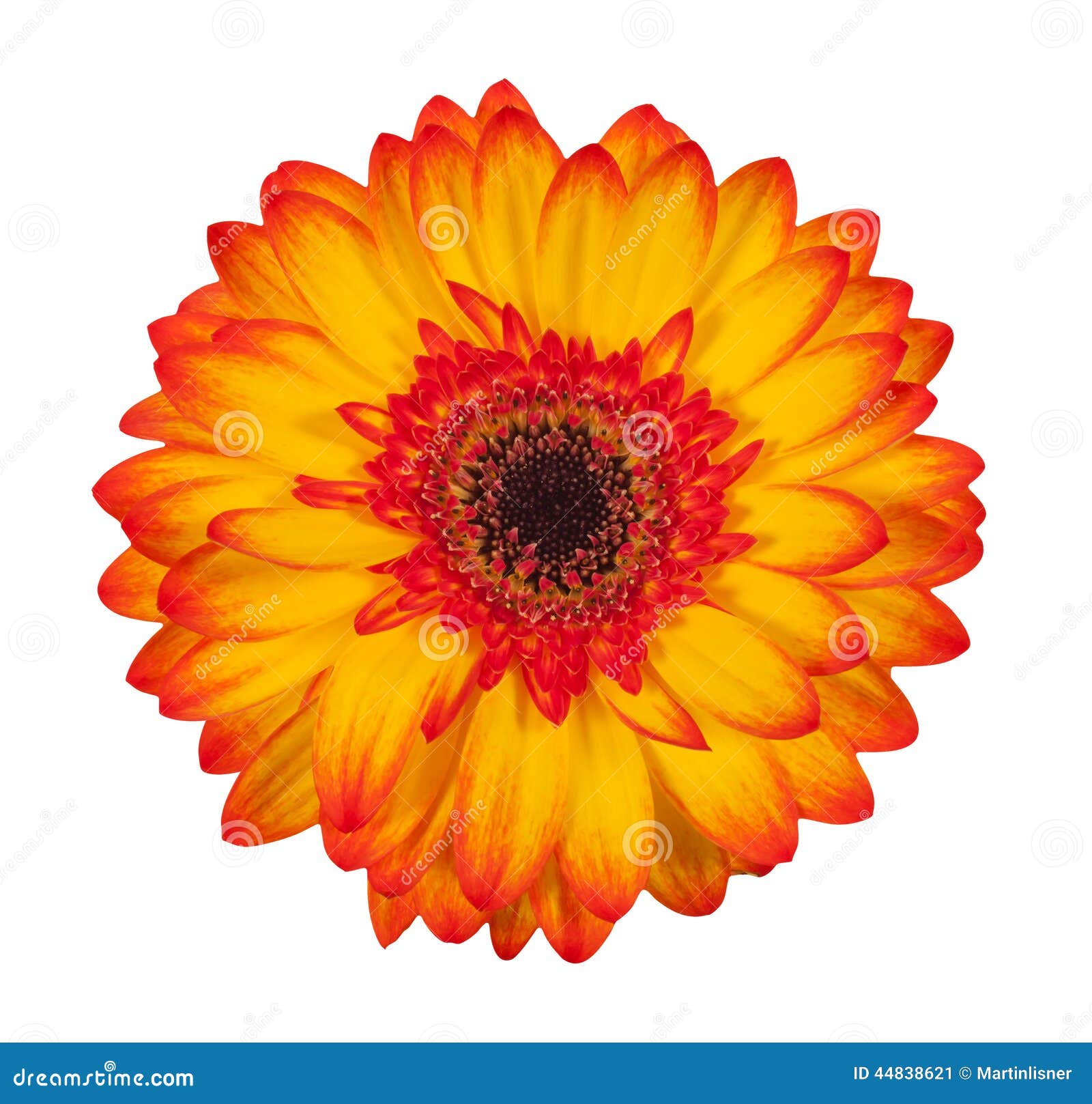 Single Flower White Background No Watermark