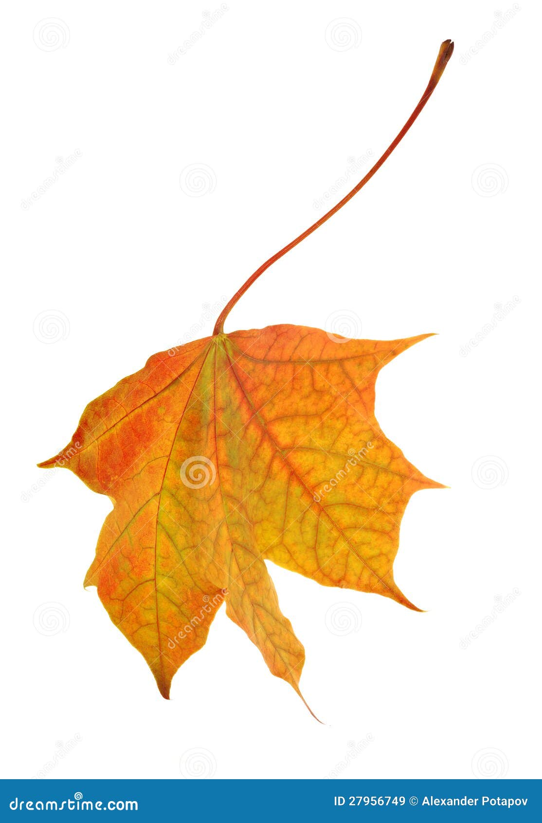 Single Orange Isolated Fall Maple Leaf Stock Image - Image of outdoor ...