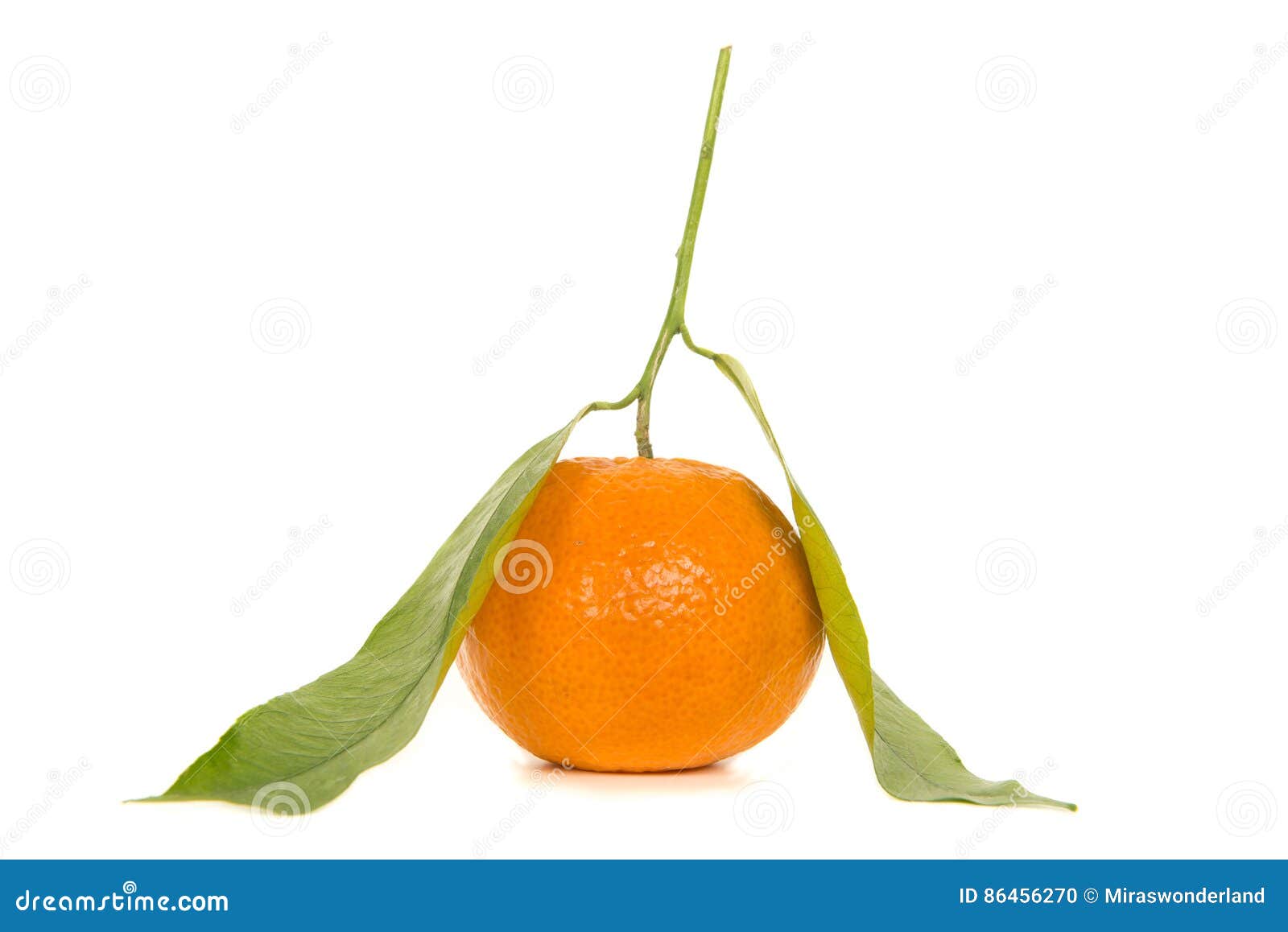 Single Orange Mandarin with Leaves Stock Photo - Image of tangerine ...