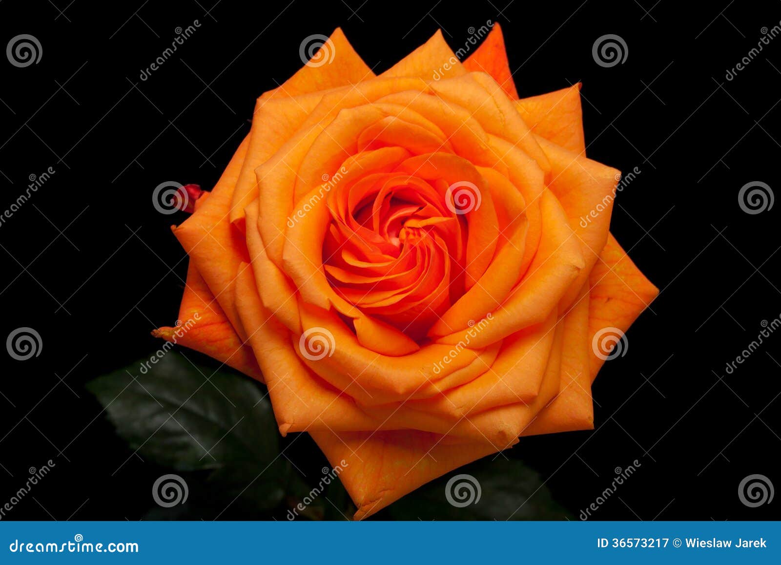 Single orange rose stock image. Image of orange, aroma - 36573217