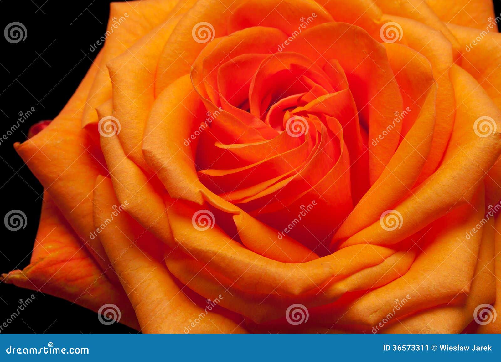 Single orange rose stock image. Image of bright, open - 36573311
