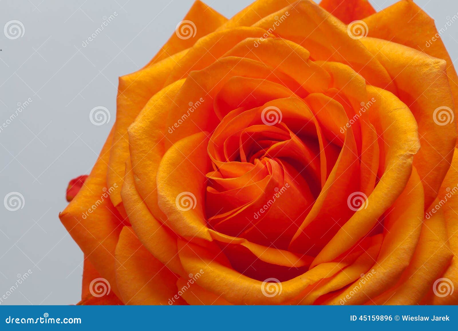 Single orange rose stock photo. Image of leaf, event - 45159896