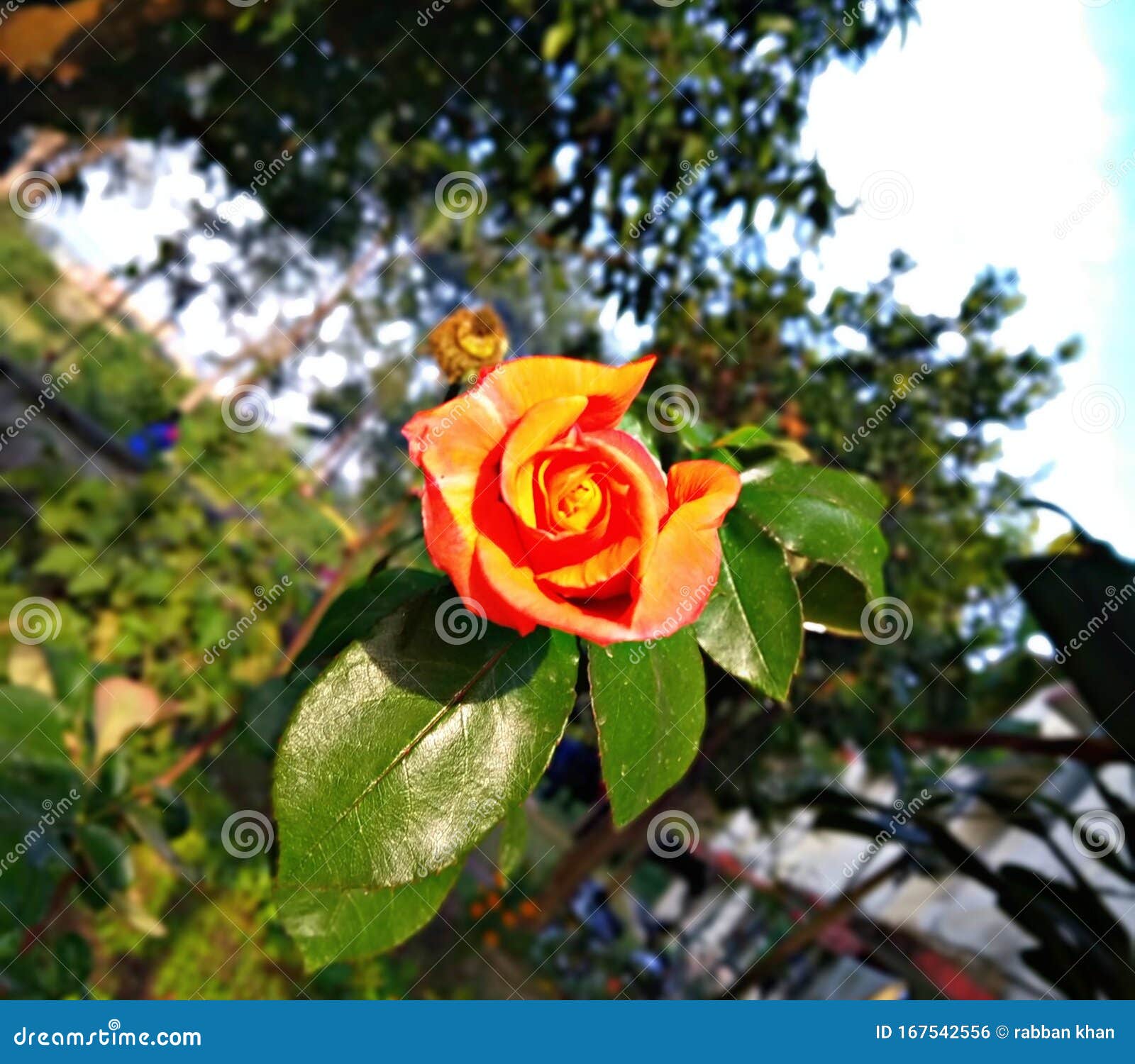 Single Orange Rose Flower stock photo. Image of flower - 167542556