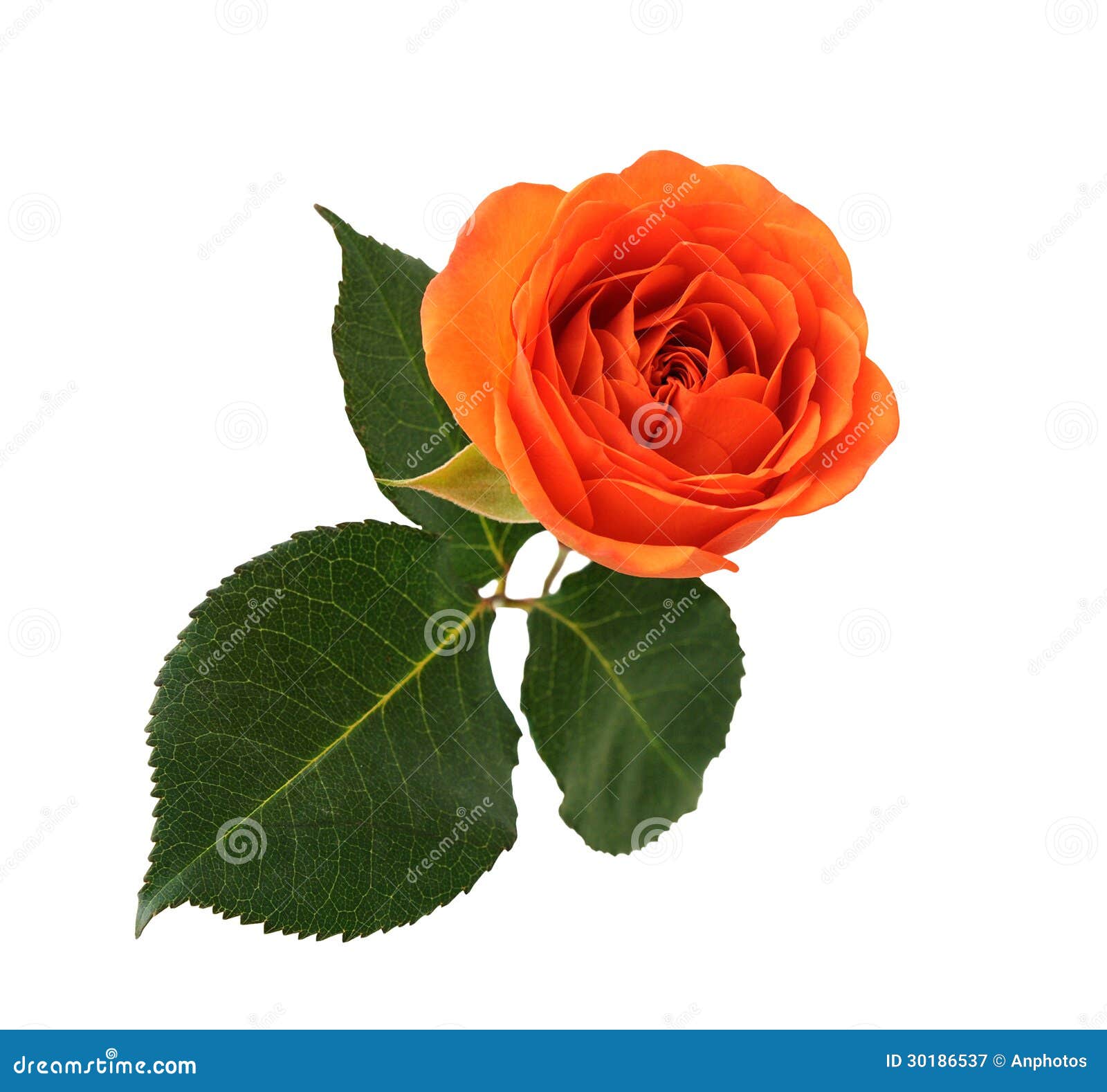 Single Orange Rose Royalty Free Stock Photography - Image: 30186537