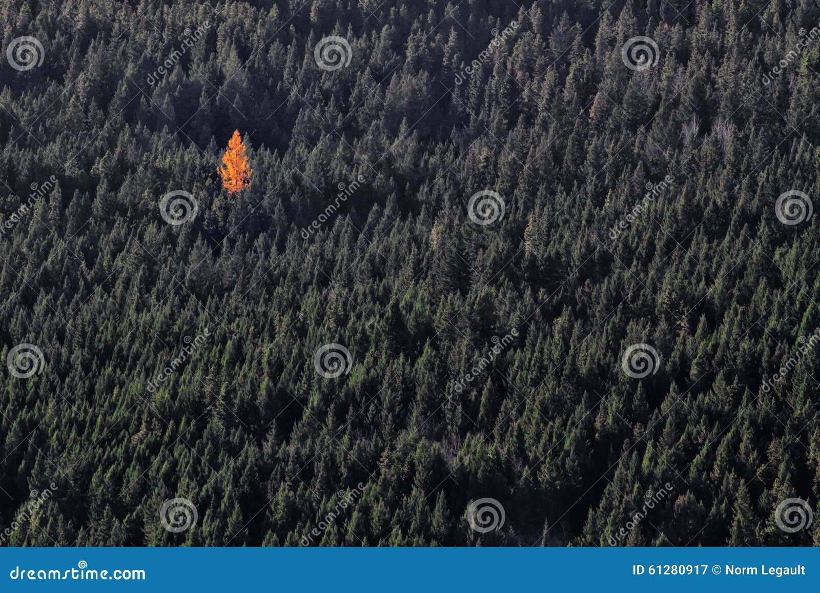 Single Orange Tree in Green Forest Stock Image - Image of autumn ...