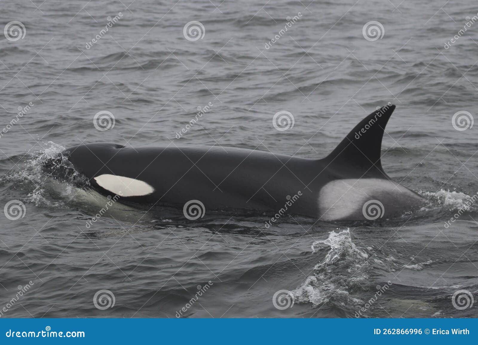 Single Orca Exploring stock photo. Image of boat, antarctic - 262866996