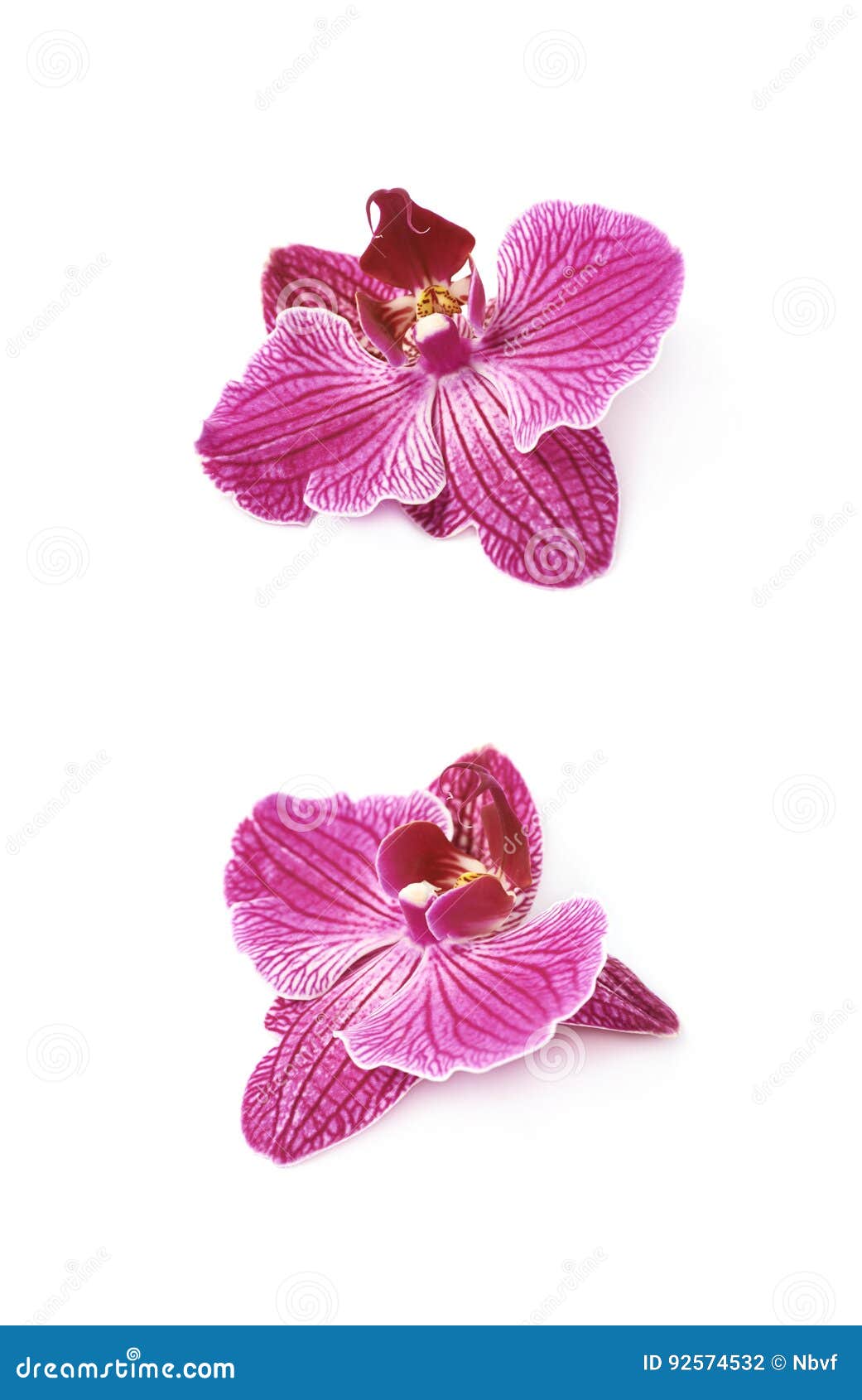 Single Orchid Flower Isolated Stock Photo - Image of flora, orchid ...