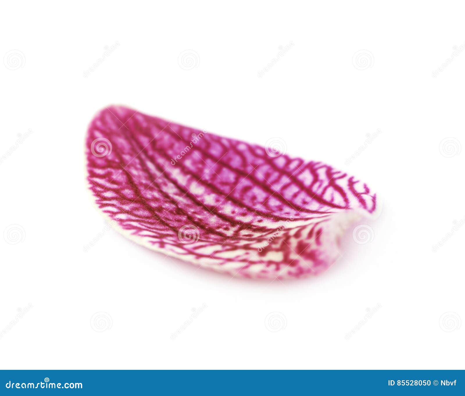 Single Orchid Flower Petal Isolated Stock Photo - Image of beautiful ...