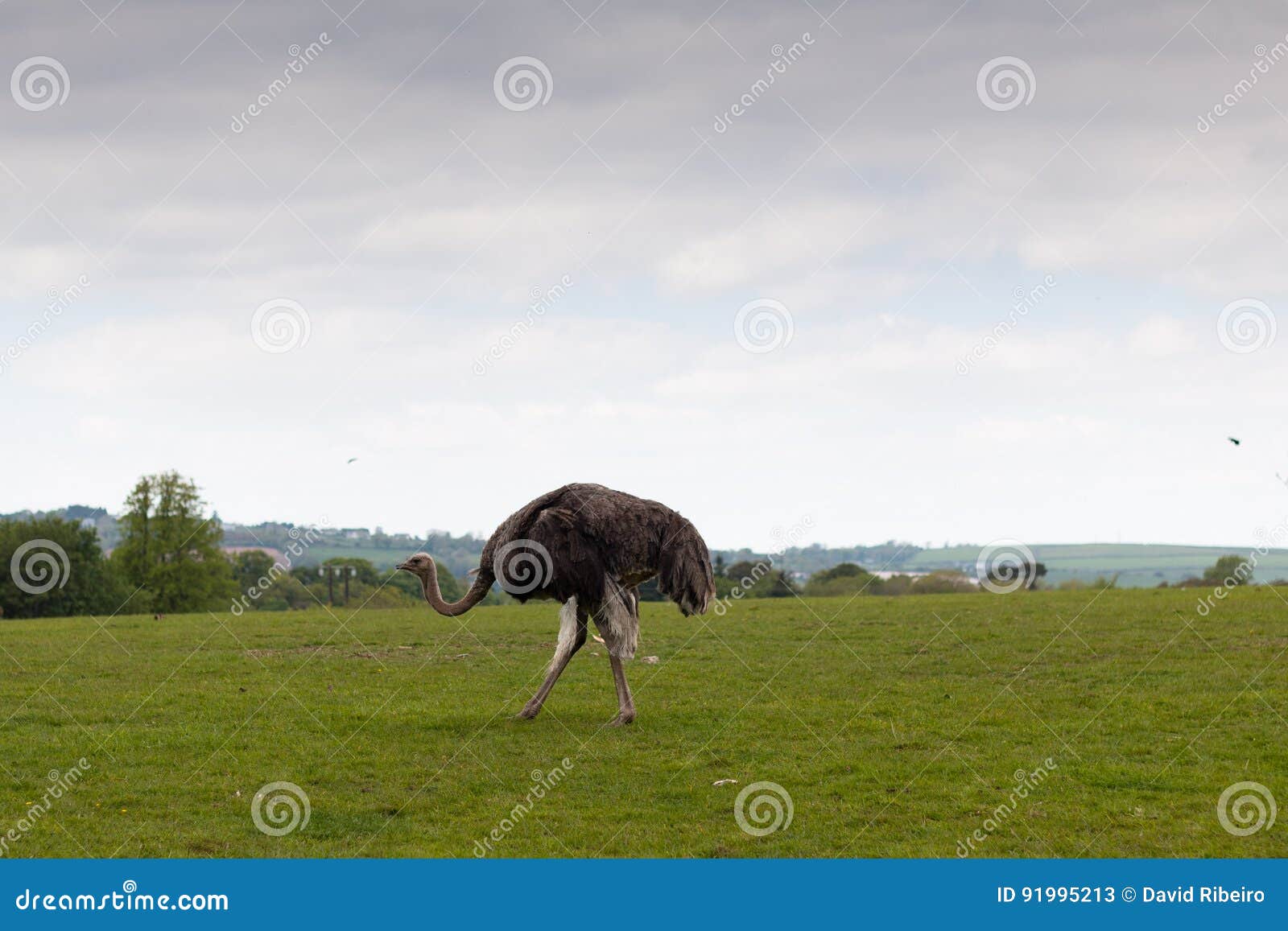 Single Ostrich Walking Along a Green Field Stock Image - Image of ...