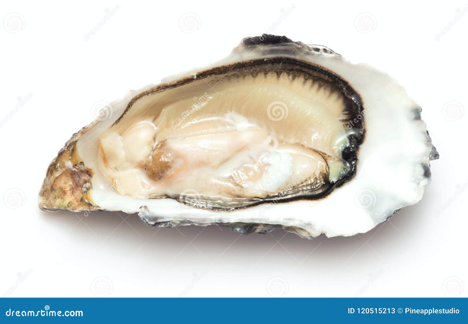 Single oyster isolated stock image. Image of luxury - 120515213