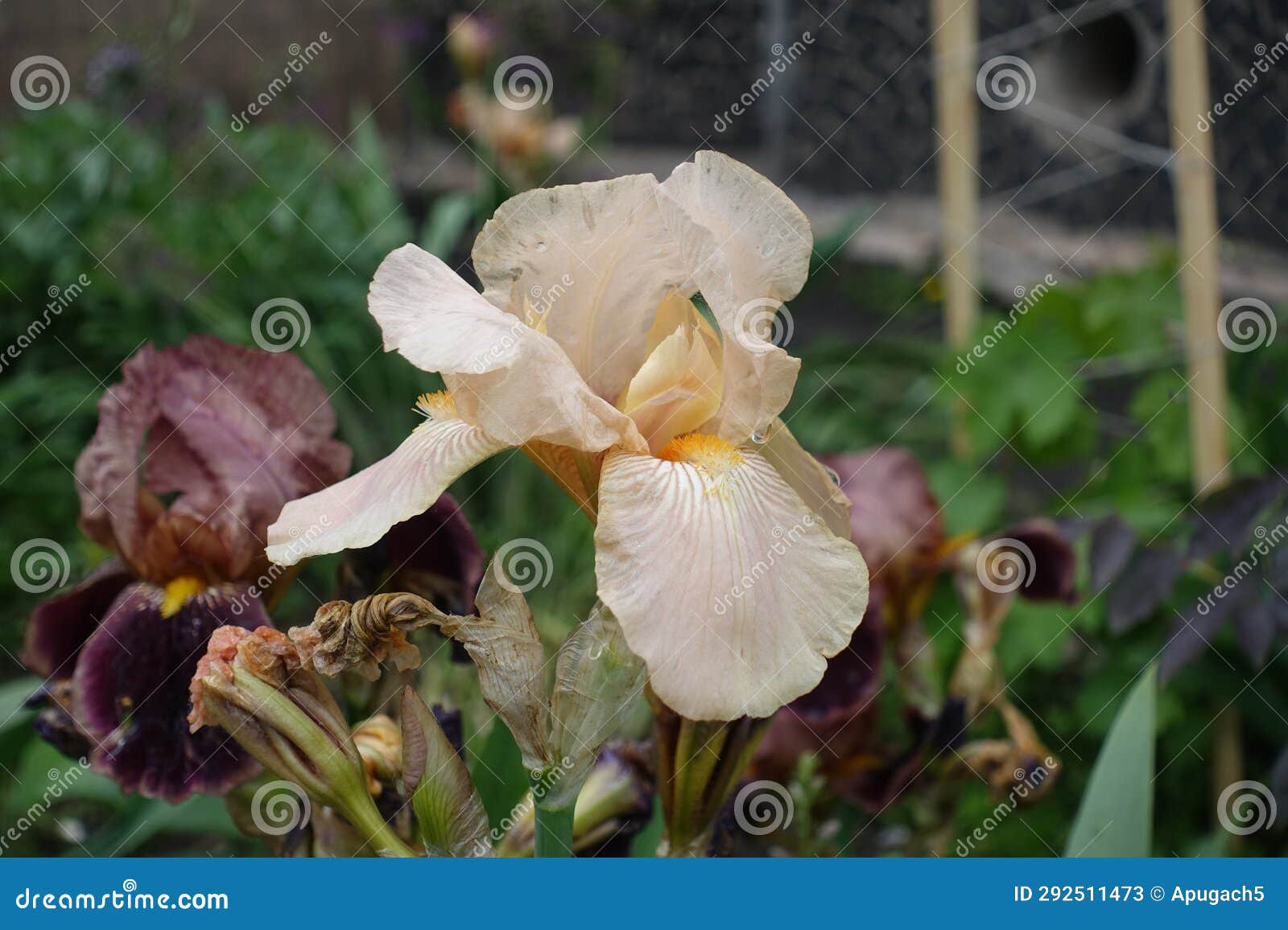 Single Pale Orange Flower of Bearded Iris Stock Image - Image of ...