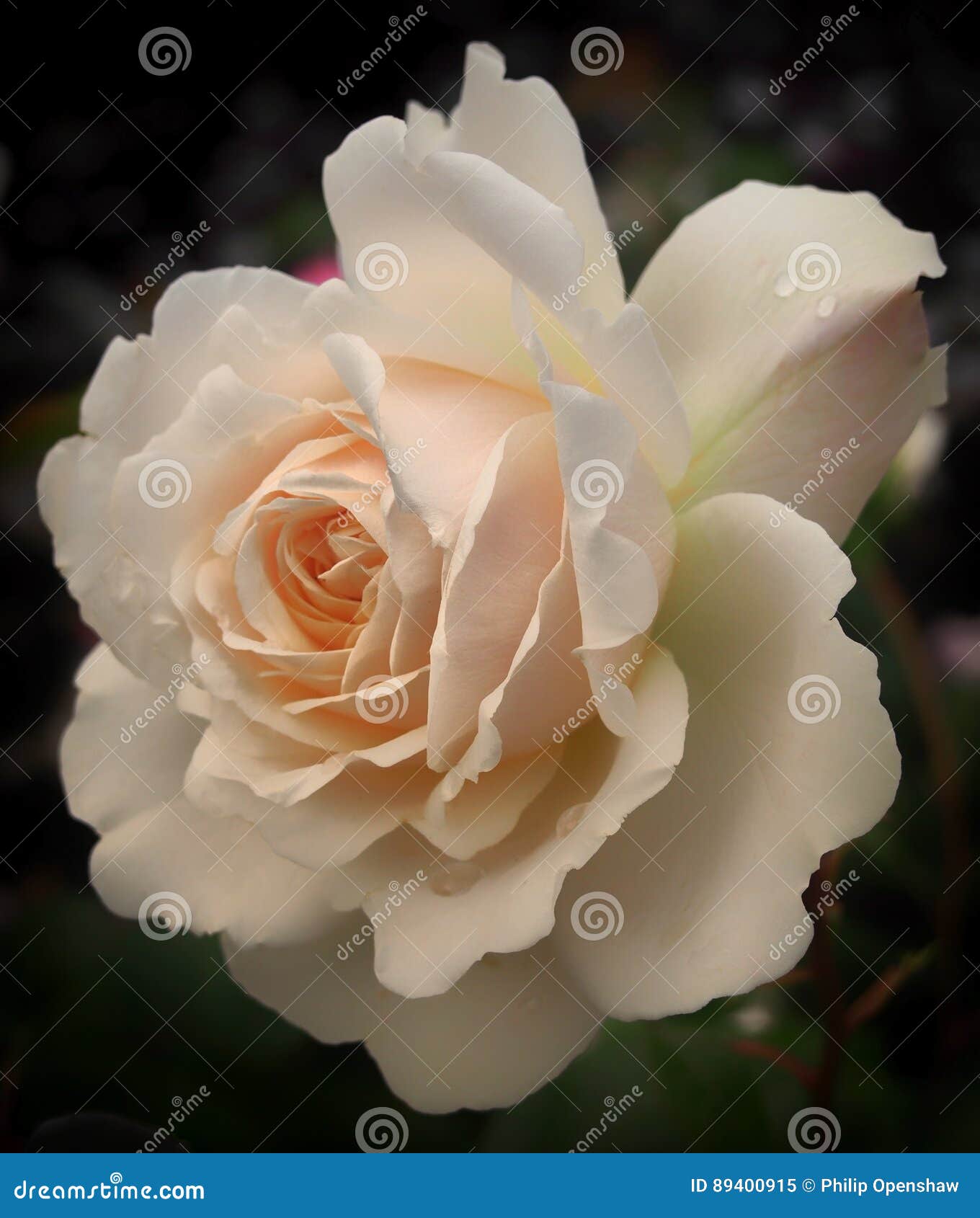 Single pale pink rose stock image. Image of black, fresh - 89400915