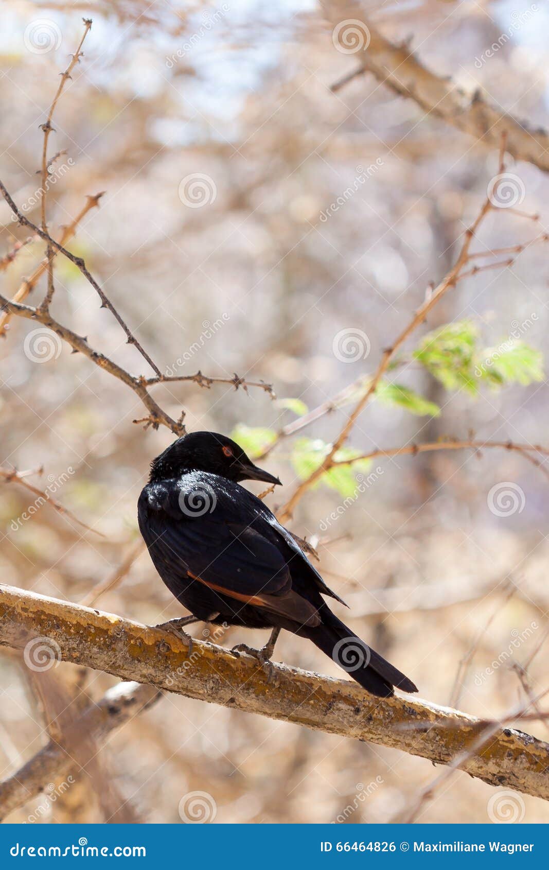 Single Pale-winged Starling, Namibia Stock Photo - Image of tree, pale ...
