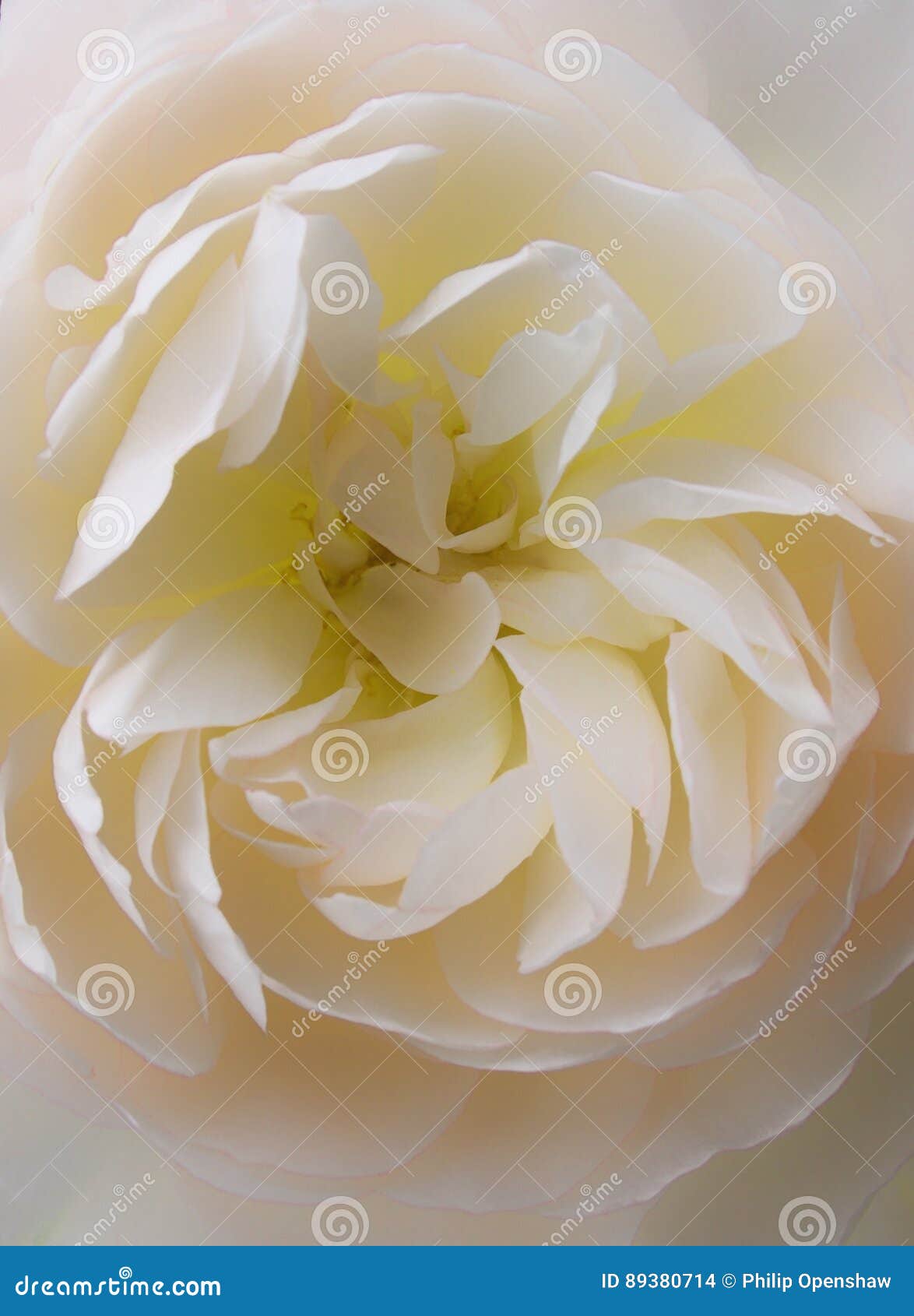 Single pale yellow rose stock photo. Image of lovely - 89380714