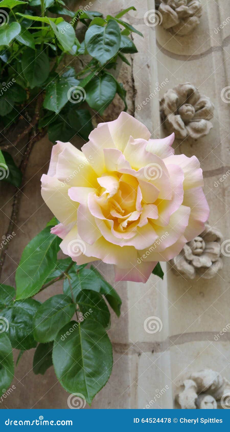 Single pale yellow rose stock photo. Image of pure, country - 64524478