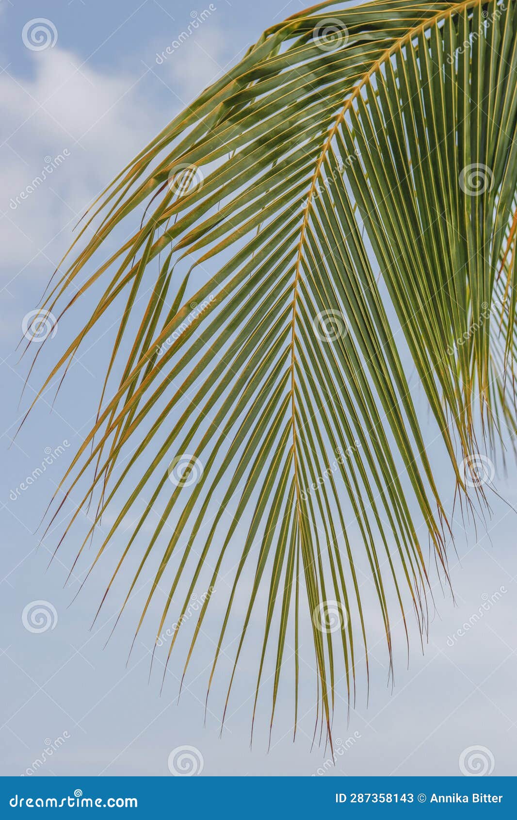 Single Palm Leaf in the Caribbean Stock Image - Image of single, plant ...