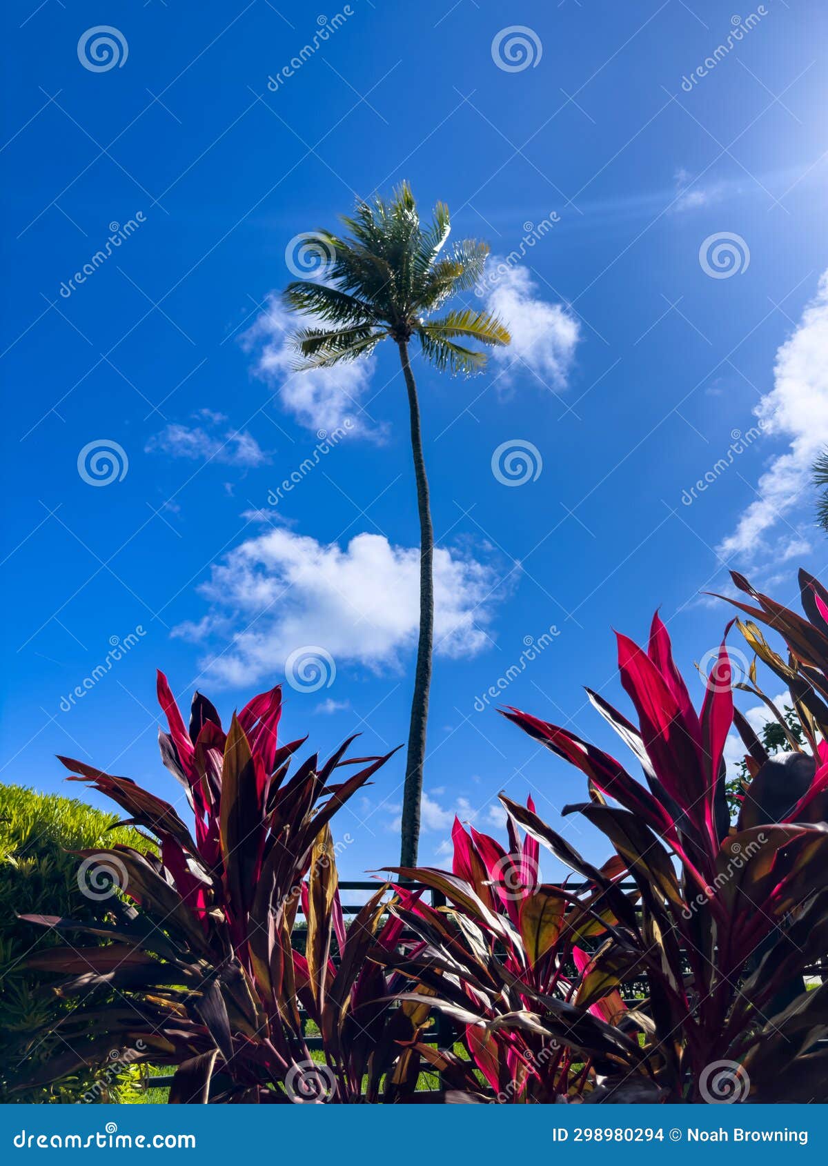 Single Palm stock photo. Image of tropical, puffy, foliage - 298980294