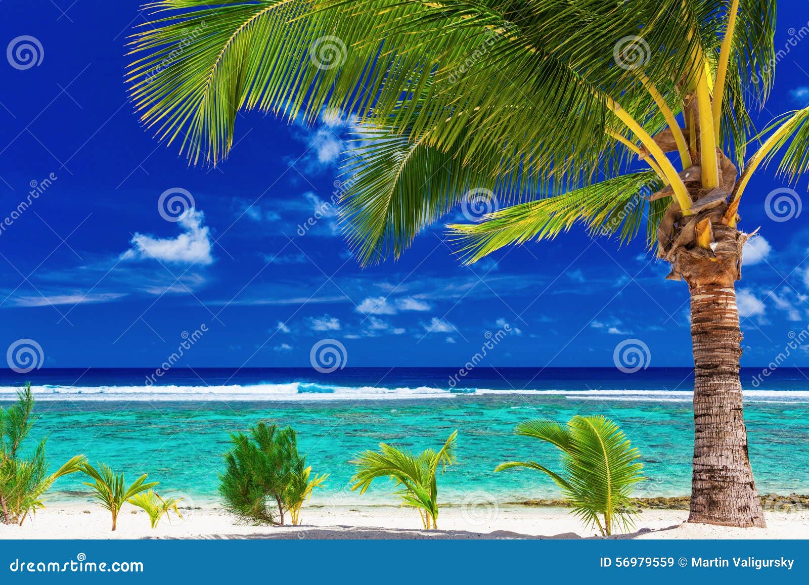 Single Palm Tree on the Beach Overlooking Green Lagoon Stock Image ...