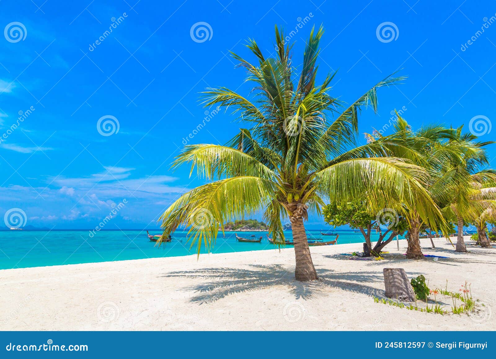 Single palm tree on beach stock image. Image of mauritius - 245812597