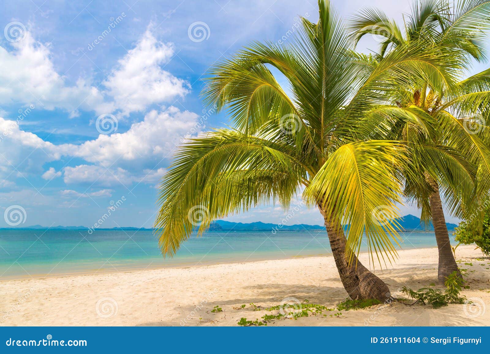 Single palm tree on beach stock photo. Image of beautiful - 261911604