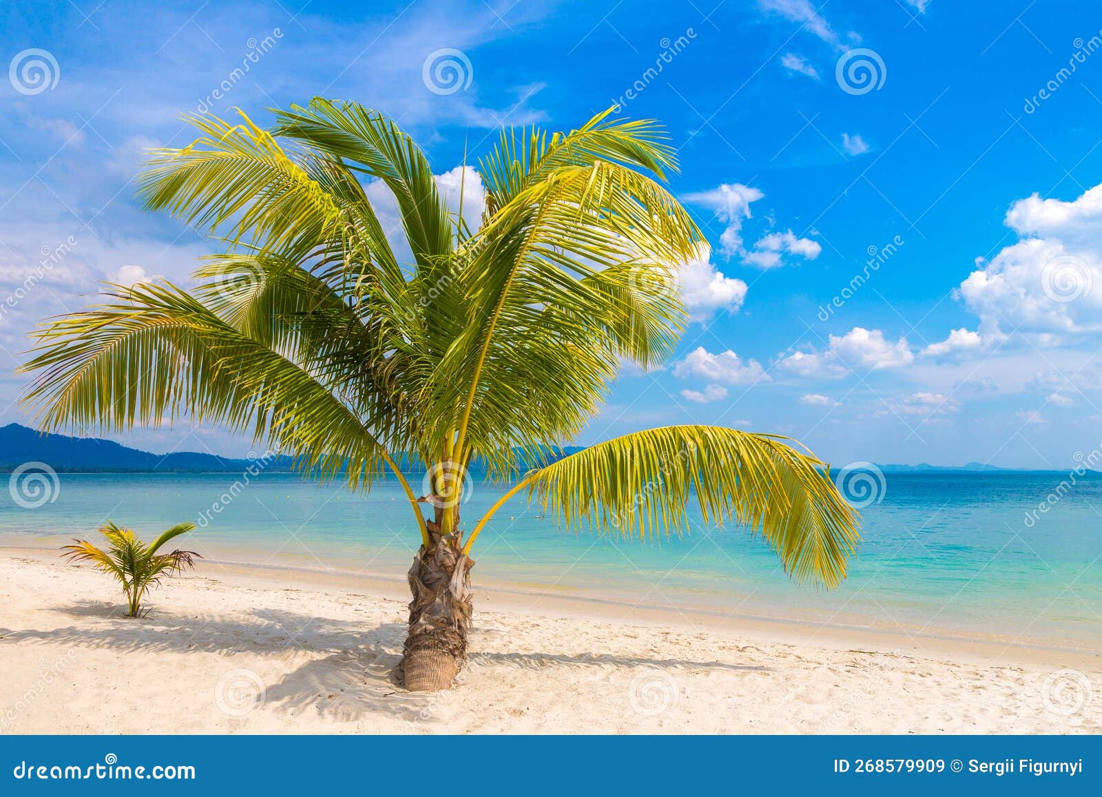 Single palm tree on beach stock image. Image of paradise - 268579909