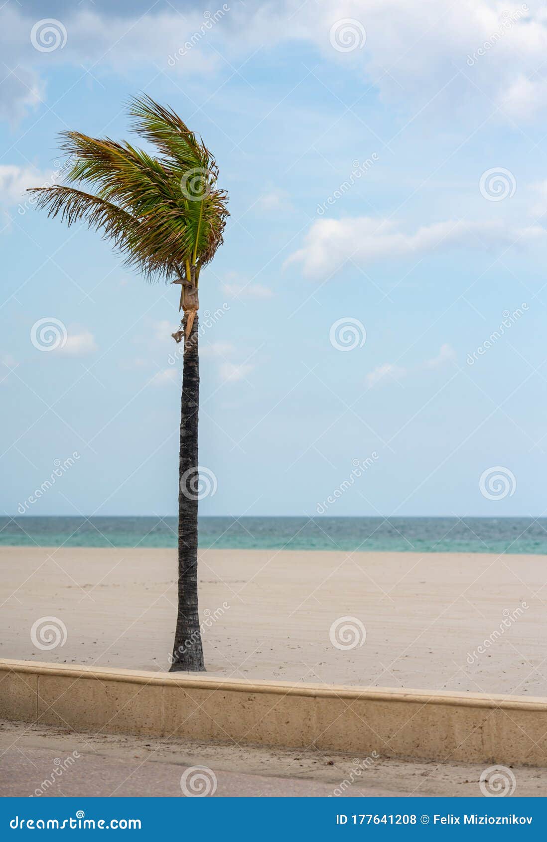 Single Palm Tree on the Beach Vertical Composition Stock Photo - Image ...