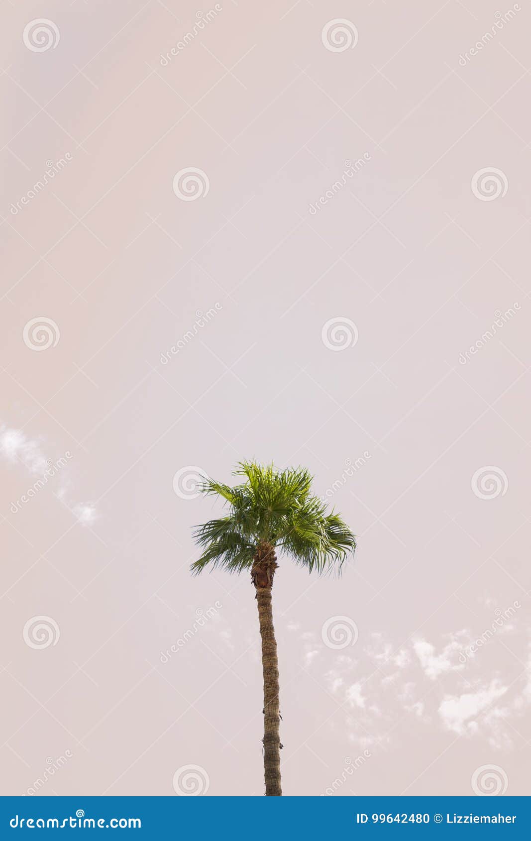 Single Palm Tree stock photo. Image of relaxed, california - 99642480
