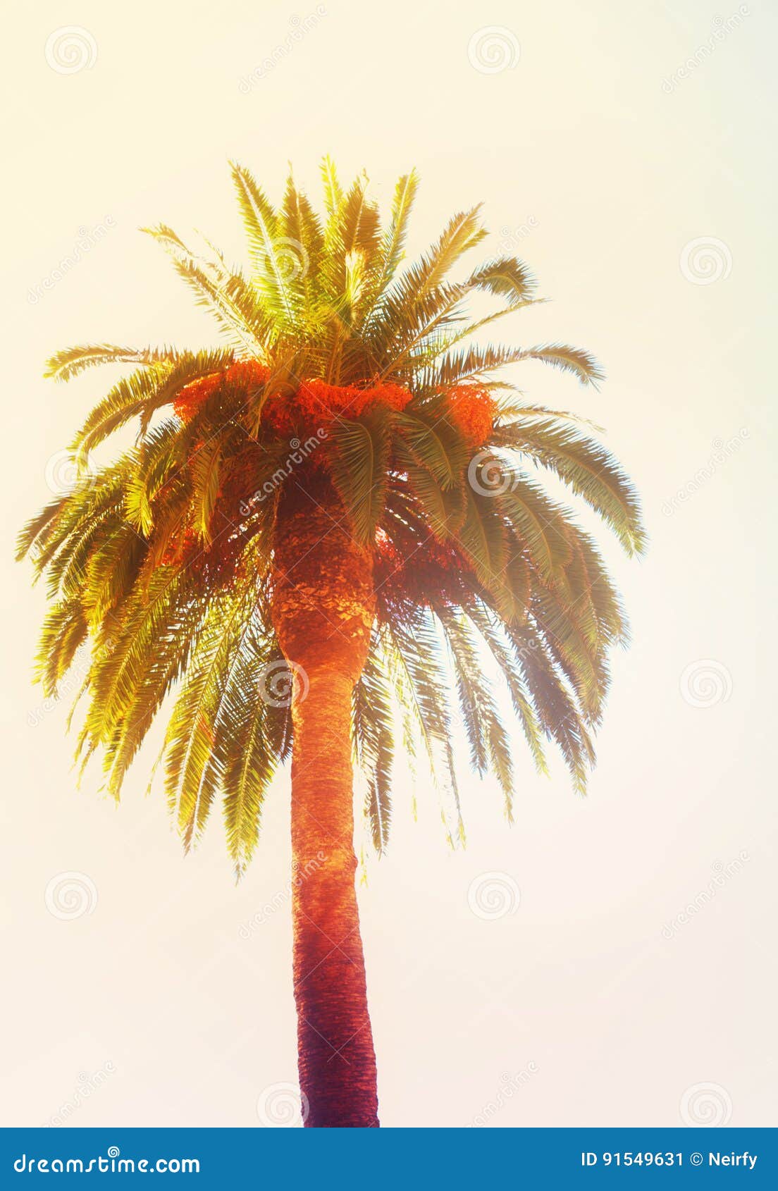 Single palm tree stock image. Image of light, filtered - 91549631