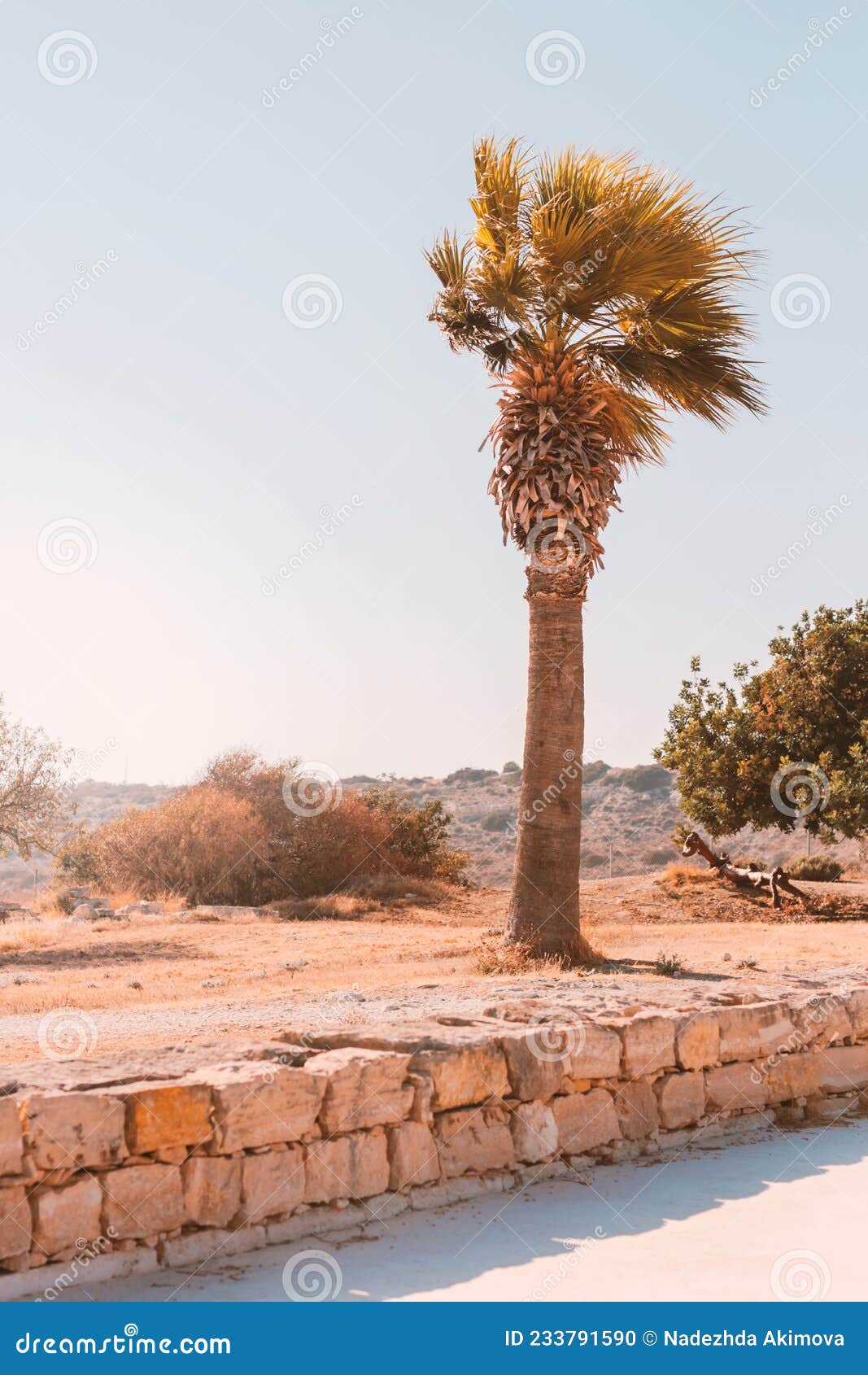 Single Palm Tree Growing Alone Stock Photo - Image of stonework, column ...