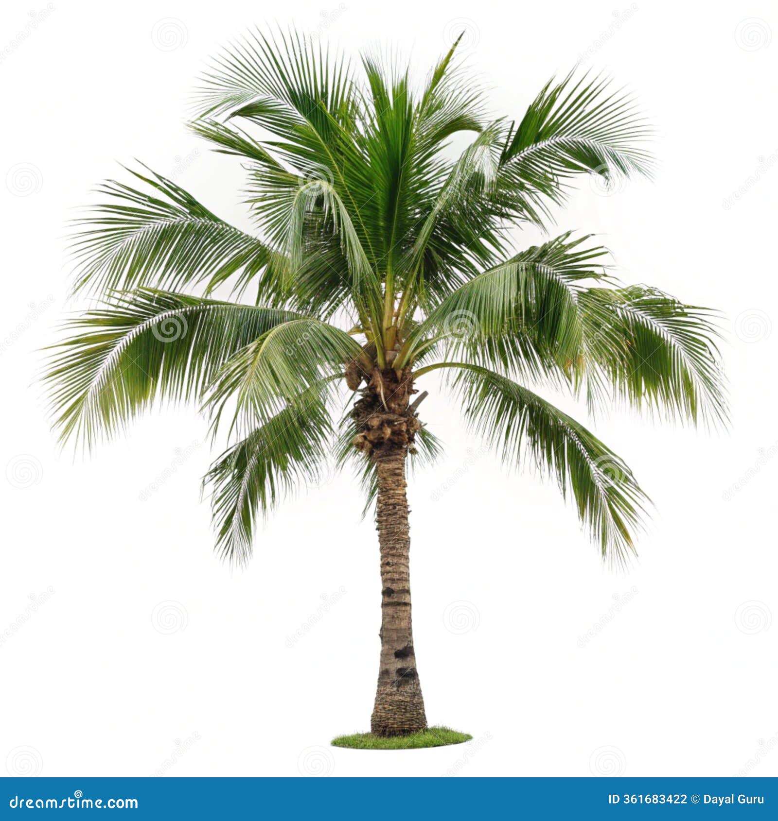 Single Palm Tree Isolated On Transparent Background Stock Photography ...