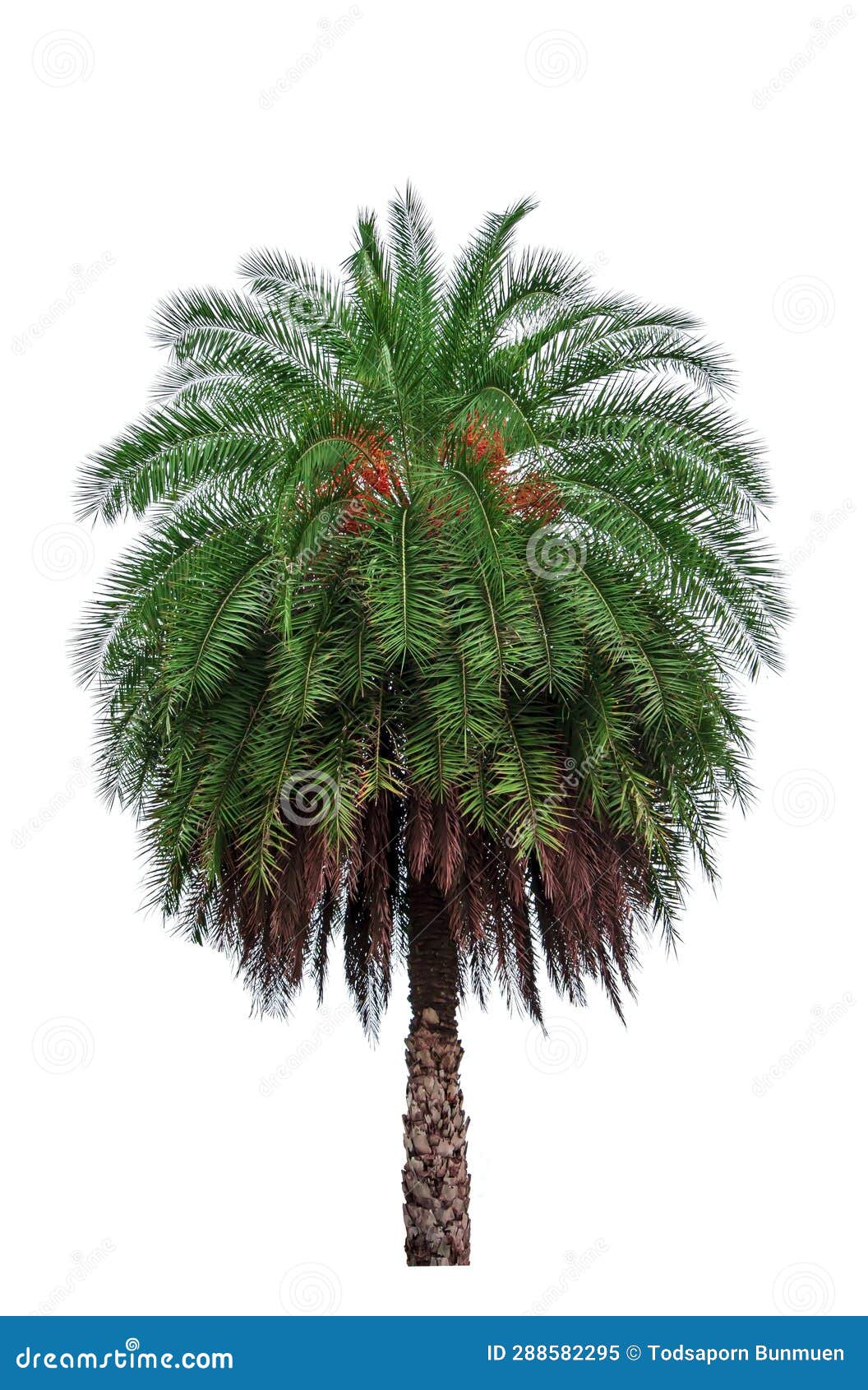 Single Palm Tree Isolated on a White Background Stock Image - Image of ...