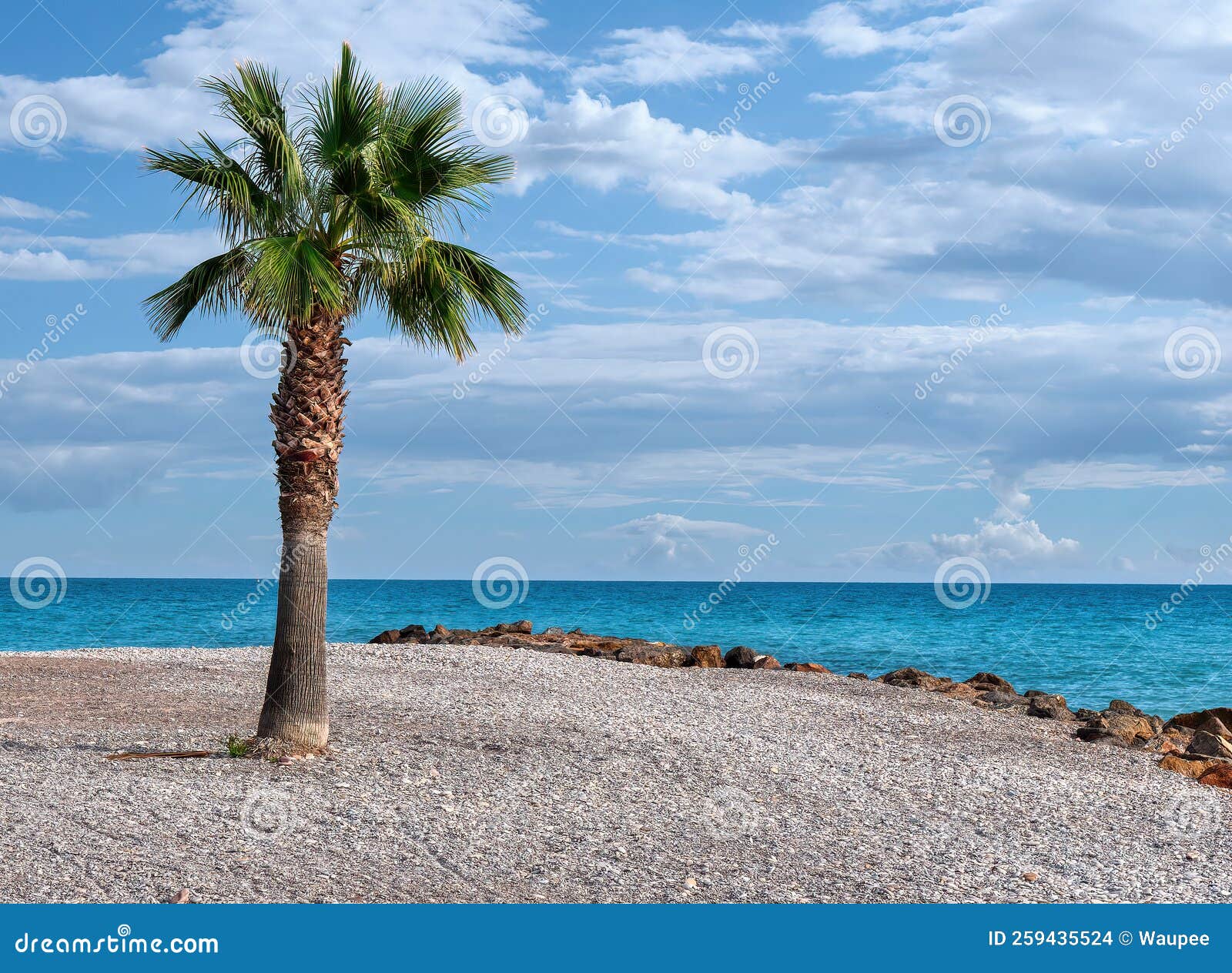 Single Palm Tree on Moncofa Beach Stock Photo - Image of beauty, botany ...