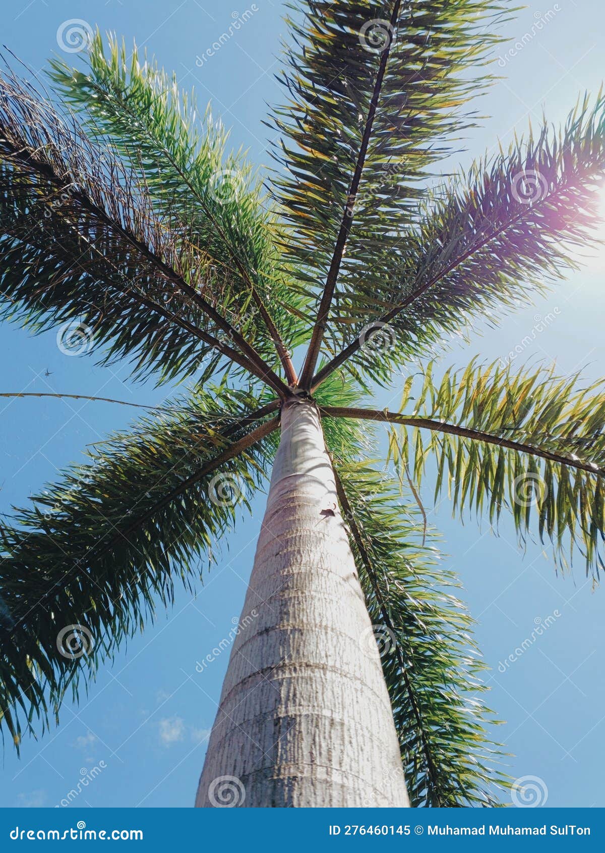 Single Palm Tree in the Sun Stock Image - Image of cloud, green: 276460145
