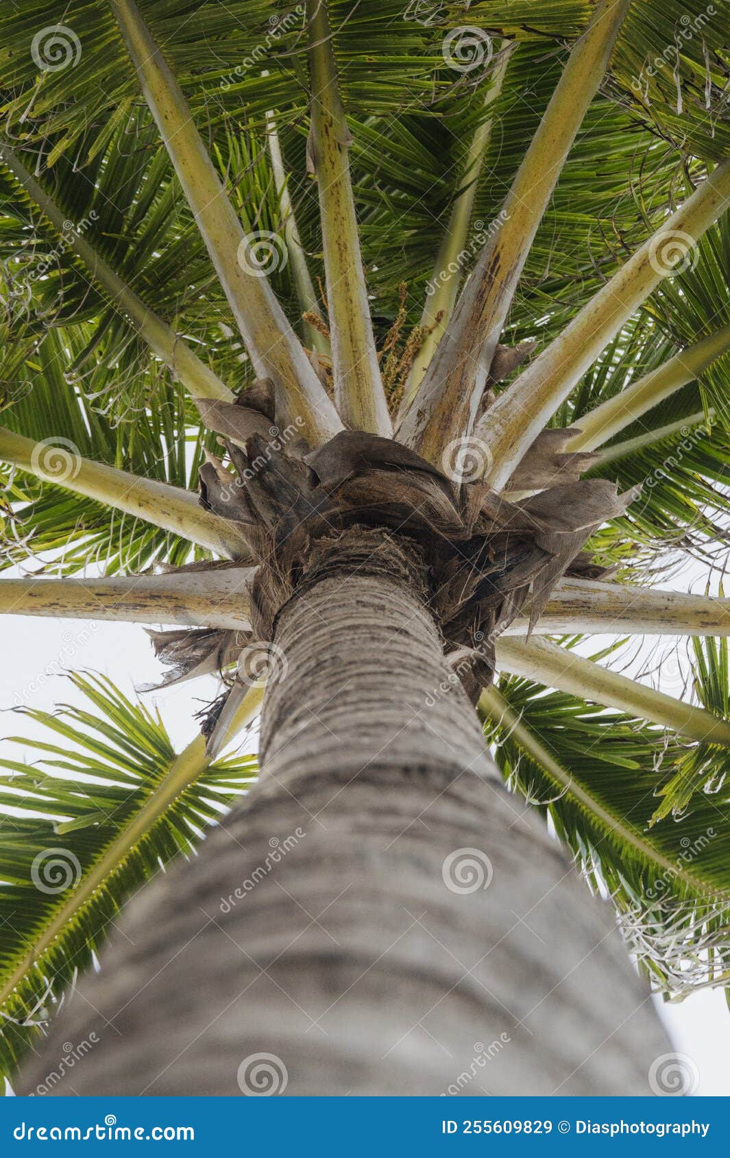 A Single Palm Tree at Sunset Stock Image - Image of outdoor, background ...