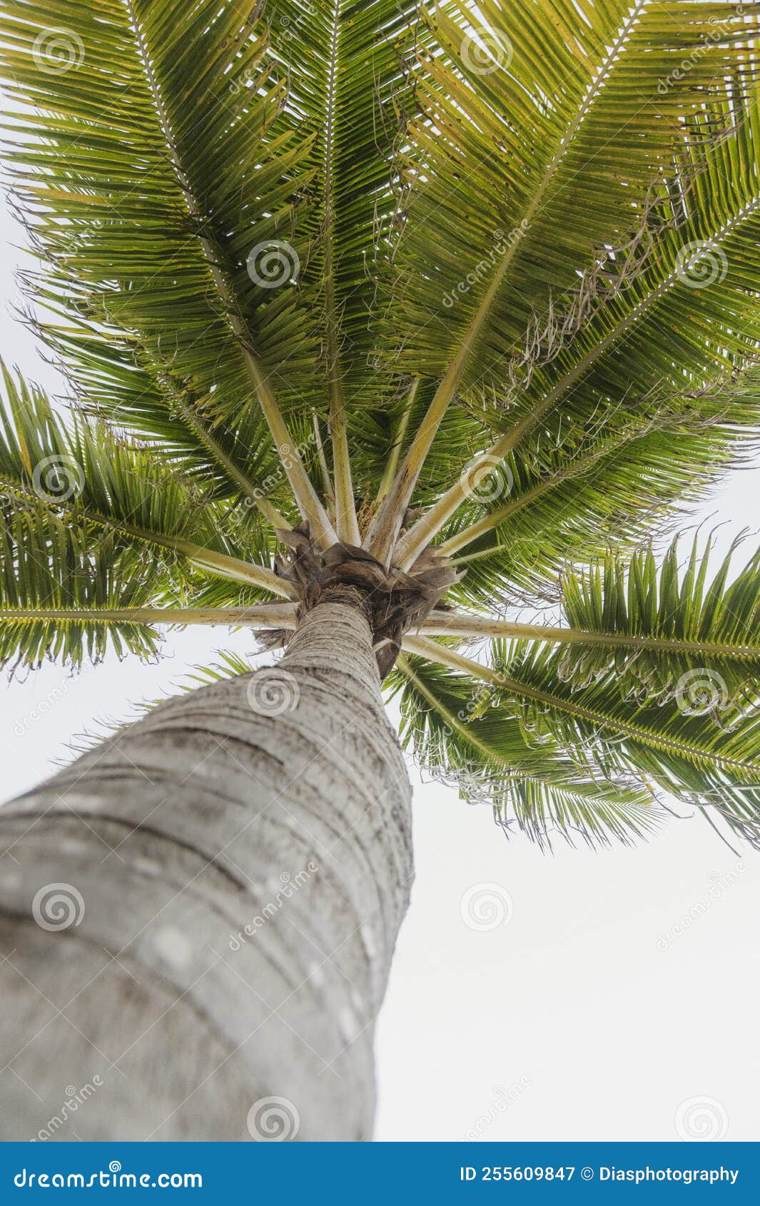 A Single Palm Tree at Sunset Stock Image - Image of textured, travel ...